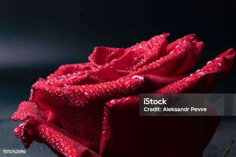 밝은 빨간색에 매우 가까운 작은 물방울과 밝은 선과 흰색 빛이있는 회색 배경에 무성한 장미 꽃 공휴일에 대한 스톡 사진 및 기타 이미지 Istock