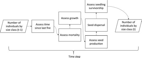 Workflow For Bog Spicebush Spatially Explicit Demographic Model With Download Scientific