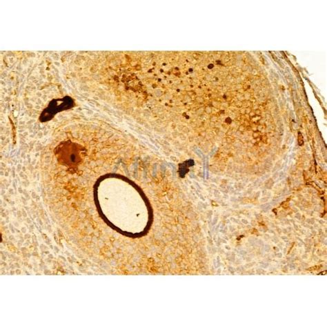 Fibronectin Antibody Affinity Biosciences