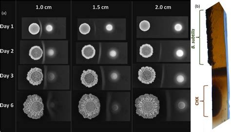 Bacillus Subtilis Colony