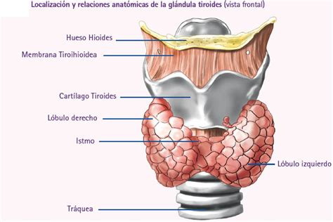 Que Es Tiroides Hiperactiva At Liam Hinkler Blog