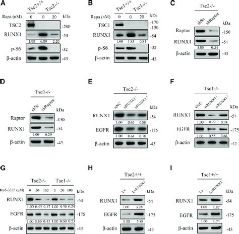 Mtorc1 Promotes The Expression Of Egfr By Upregulating Runx1 A Tsc2 Download Scientific