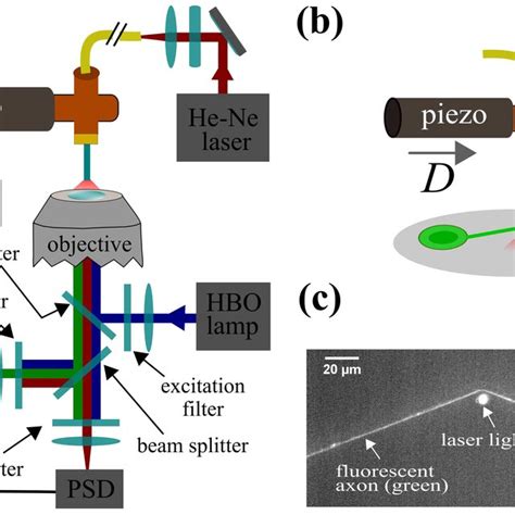Fluorescence Imaging Mode A Fluorescence Imaging Is Enabled Using A