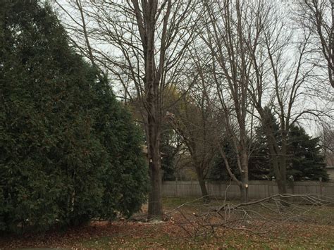 Why And When You Should Remove Tree Limbs Dengarden