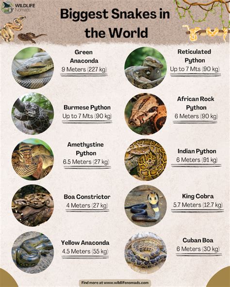 The Worlds Biggest Snake Anaconda Or Python What Is The Largest Snake