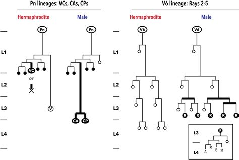 Figure 2 From Sexual Dimorphism And Sex Differences In Caenorhabditis