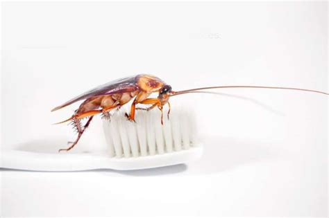 Cockroach Pest Control Hyderabad