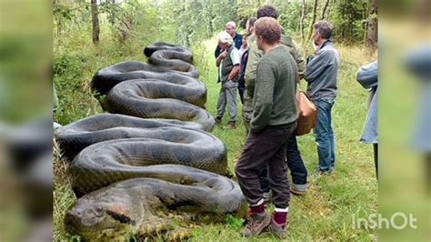 What Kind Of Food Does An Anaconda Eat At Darrell Coria Blog