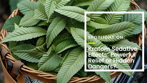 Kratom Sedative Effects Powerful Relief Or Hidden Dangers