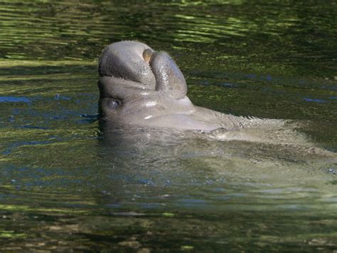 Where To See Crystal River Manatees Top Viewing Spots