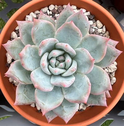 Echeveria Blue Bird Recheveria