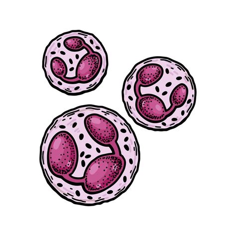 Neutrophil White Blood Cell Illustration Neutrophils Are
