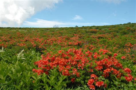 車山車山湿原のレンゲツツジ