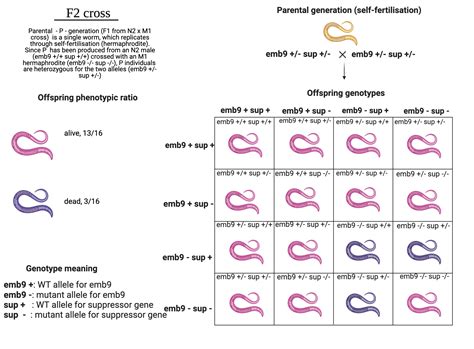 C Elegans Dihybrid Cross For A Temperature Sensitive Mutation And A
