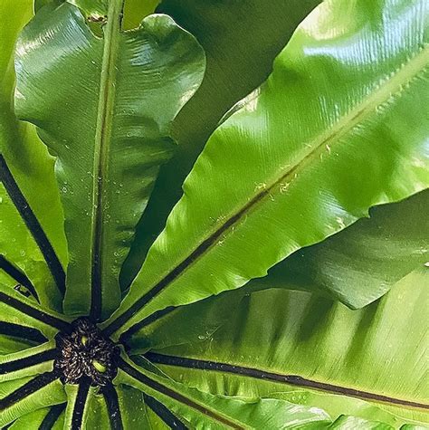 Shop Ferns Foliage Factory
