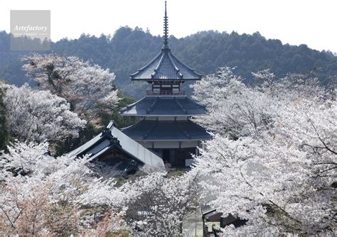 吉野山の南朝妙法殿三重塔と桜