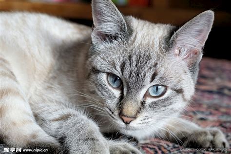 猫 摄影图 家禽家畜 生物世界 摄影图库 昵图网