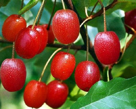 Гуми растение - популярные сорта, описание, фото, посадка и уход