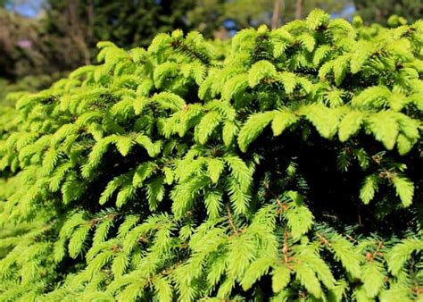 10 Dwarf And Small Evergreen Shrubs For Full Sun Home For The Harvest