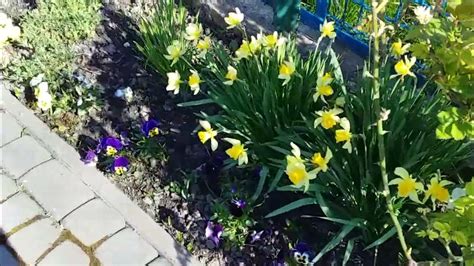 Весенние цветы в начале мая Ландшафтный дизайн Зразок клумби 45 Youtube