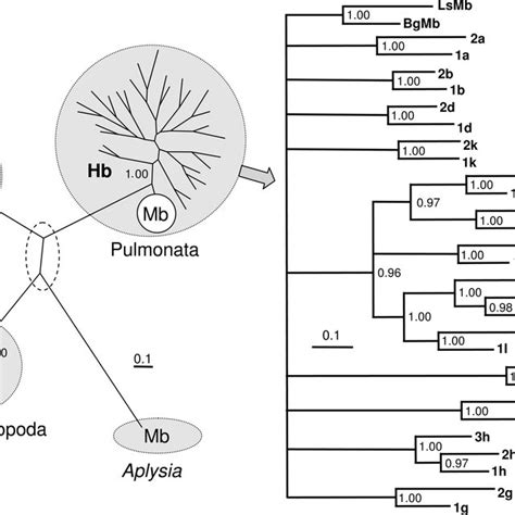 Molecular Phylogeny Of Hemoglobin Domains Hb And Myoglobins Mb From