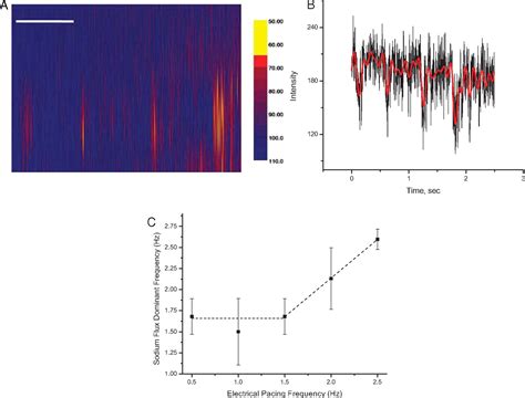 Visualizing Sodium Dynamics In Isolated Cardiomyocytes Using Fluorescent Nanosensors Pnas