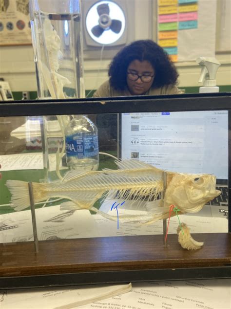 Bony Fish Lateral Diagram Quizlet