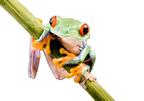 Tree Frog On Colorful Tropical Frog Cute Frog Red Eyed Tree Frog Curious Cute Frog Cute PNG
