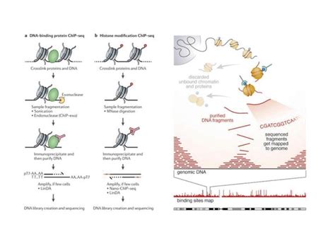 Chip Seq 数据分析实战 （4月18日 4月22日） 知乎