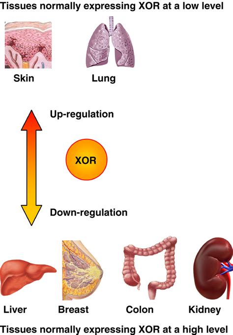 Expression And Activity Of Xanthine Oxidoreductase XOR In Cancer The Download Scientific