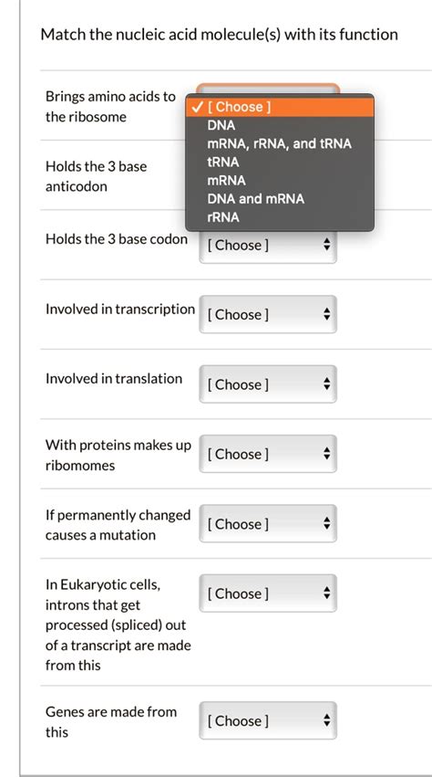 Solved Match The Nucleic Acid Molecule S With Its Function Brings Amino Acids To The Ribosome
