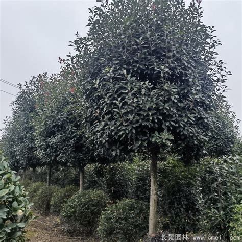 红叶石楠树规格树杆是多高 庙头镇 长景园林网