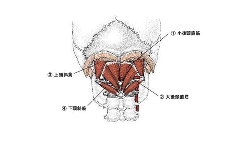 後頭下筋群の作用と役割（起始停止・神経支配・筋トレメニューなどを徹底解剖）