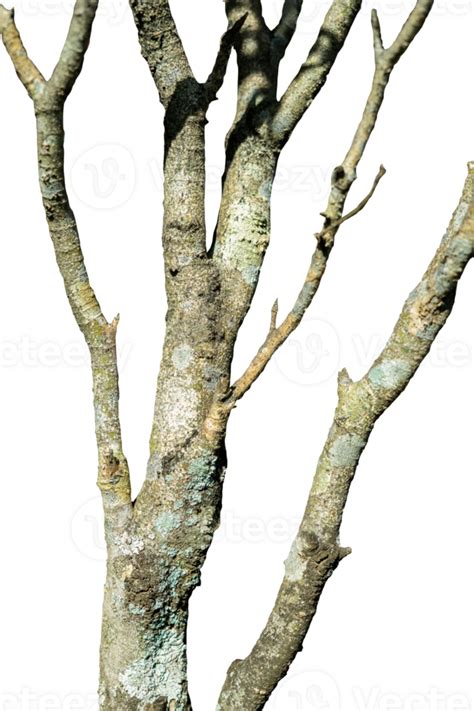 Natural Big Tree Trunk Isolated 36555420 PNG