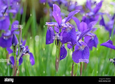 Deep Blue Purple Iris Sibirica Also Known As Siberian Iris Or Siberian