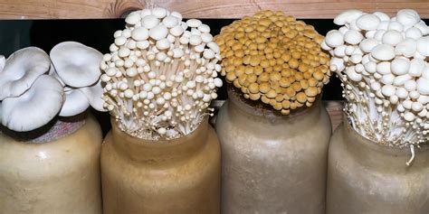 How To Grow Your Own DIY Mushroom Spawn GroCycle