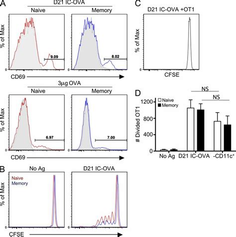 Memory Cd8⁺ T Cells Receive Tcr Stimulation From Prolonged Antigen Download Scientific Diagram