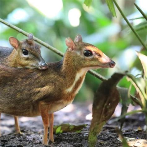 Lesser Mouse Deer And Rabbit Image Classification Kaggle