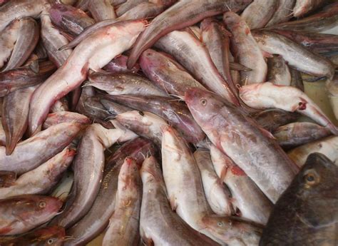 Philippine Food Illustrated Hito