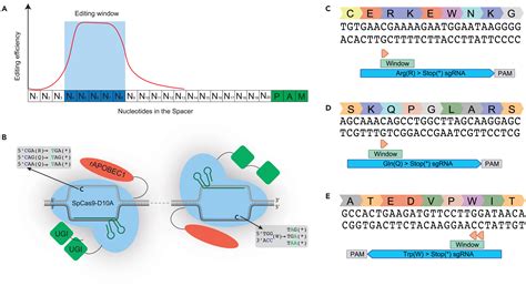 Cell Press Star Protocols