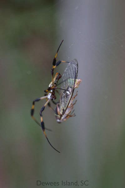 Spider Magic Dewees Island Charleston SC Spider Island Spider Silk