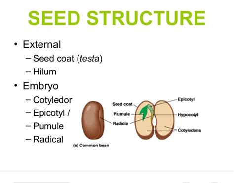 Seed Germination Diagram