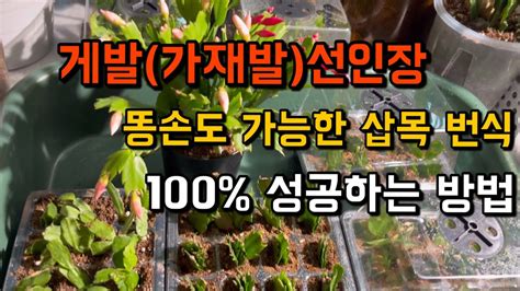 게발선인장 초초간단 삽목번식 이렇게하면 삽목 100 성공 관리가 필요없는 삽목방법 모종트레이 만능 씨앗발아기