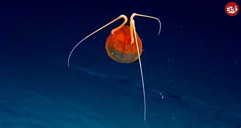 ویدیو تصاویری شگفت‌انگیز از نادرترین عروس دریایی جهان
