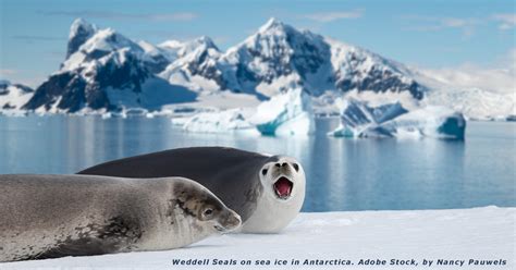 Seals Of Antarctica Biotriad Environmental Inc
