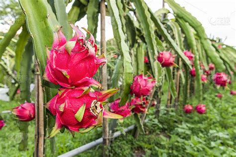 果园中生长的未成熟的火龙果素材 花瓣网