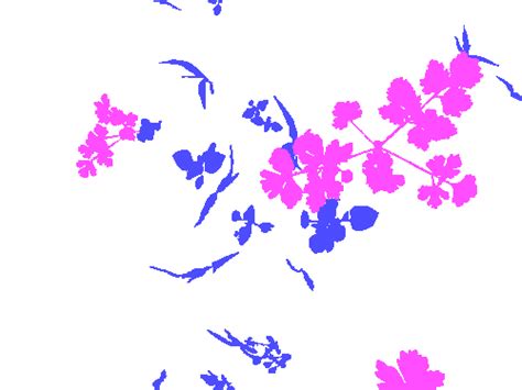 Carrot Weed Dataset Ninja