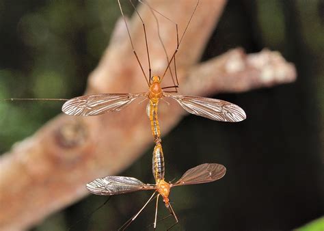 Common Yellow Crane Fly Leptotarsus Macromastix Tortilis