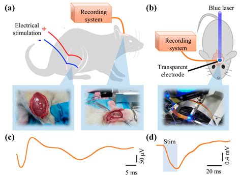 Electronics Free Full Text 7t Magnetic Compatible Multimodality