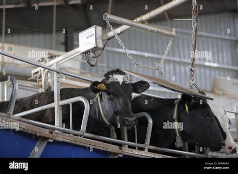 230508 Wuwei May 8 2023 Cows Wearing Monitoring Necklaces And Electronic Ear Tags Enter